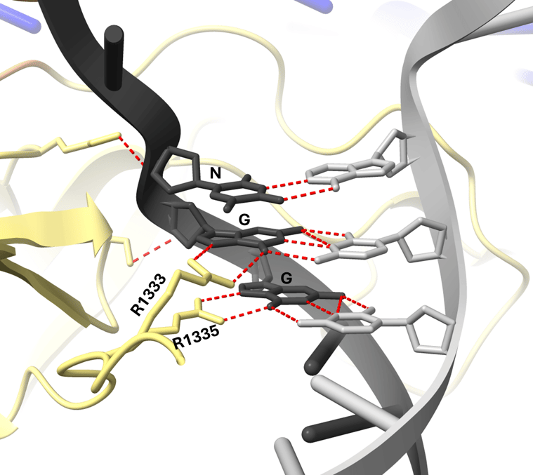 A Needle in a Base-Stack: Cas9 Structural Biology